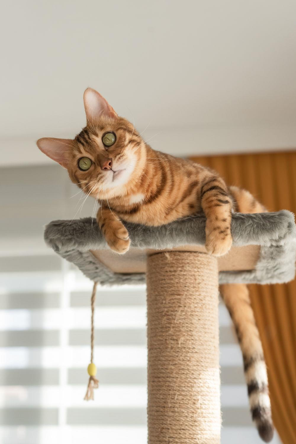 How to Build Cat Condos: Easy DIY Guide for Feline Fun